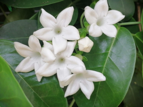 Дипладения белый, 1 шт - купить по выгодной цене в интернет-магазине ...