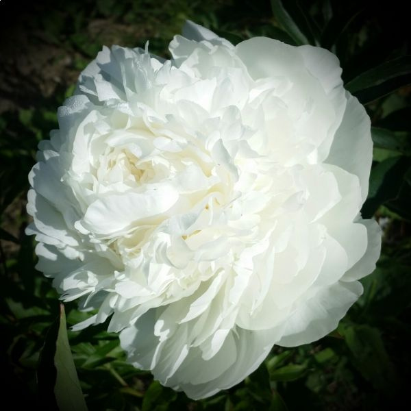 LeFlower Корни купить на OZON по низкой цене (821355125)