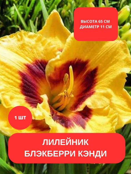Клубни купить по выгодной цене в интернет-магазине OZON (1138869088)