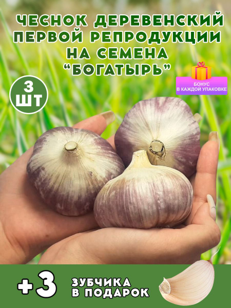 Луковицы Чеснок Богатырь купить по выгодной цене в интернет-магазине ...