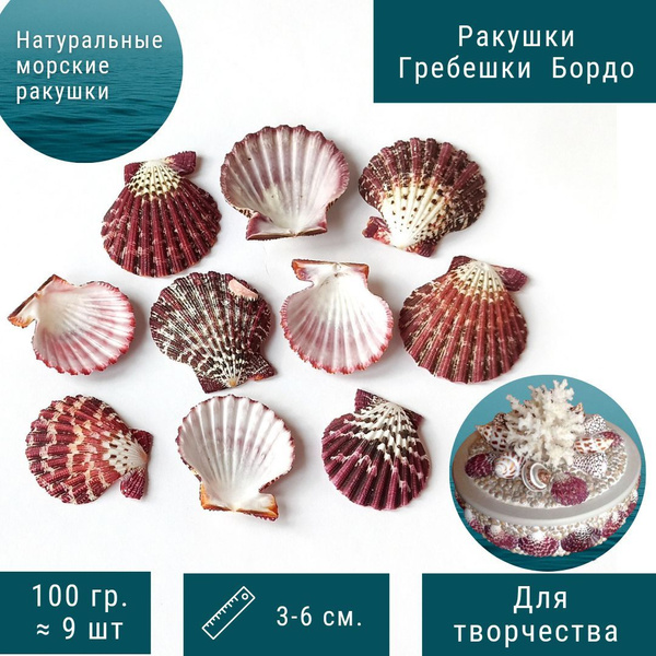 Ракушки гребешок Бордо 100гр для творчества - купить с доставкой по ...