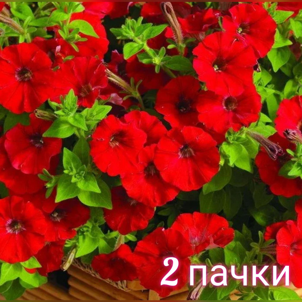 Петуния - купить по выгодным ценам в интернет-магазине OZON (1379992540)