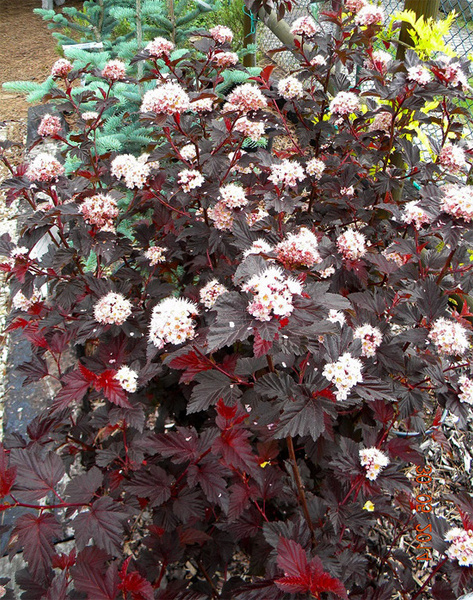 Пузыреплодник калинолистный Леди ин Ред - купить с доставкой по ...