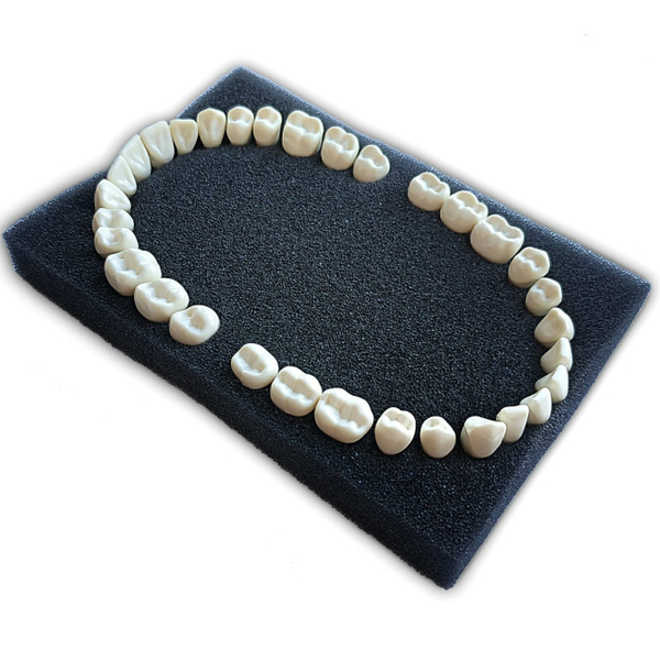 фантомных зубов для учебной модели ARMA Phantom Teeth (AATU-1)Комплект ...