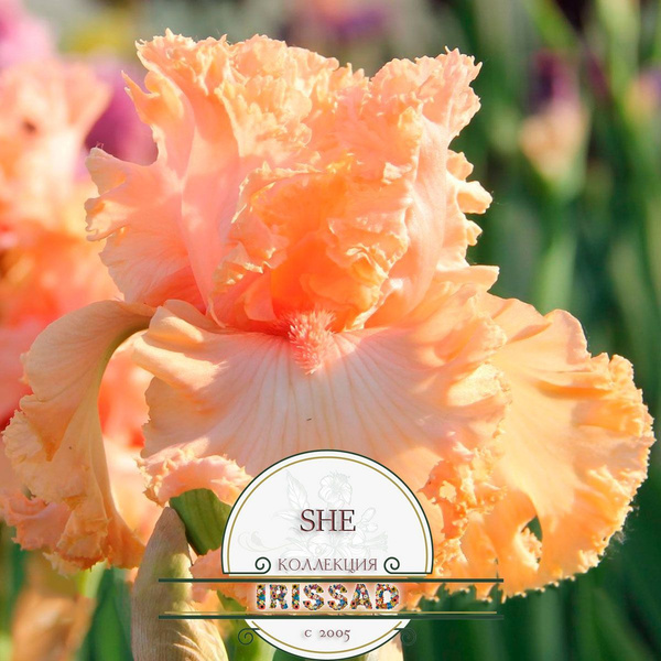 Ирис бородатый SHE - купить с доставкой по выгодным ценам в интернет ...