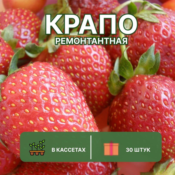 Клубника КрапоСЕМЕНА - купить по выгодным ценам в интернет-магазине ...