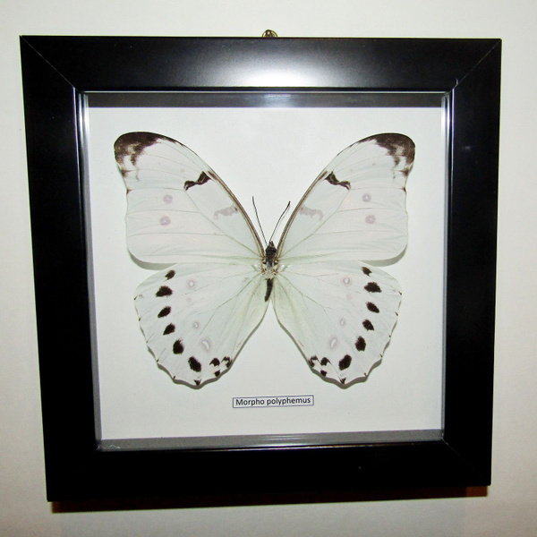 Украшение настенное интерьерное Полифем в рамке купить по доступным ценам в интернет магазине