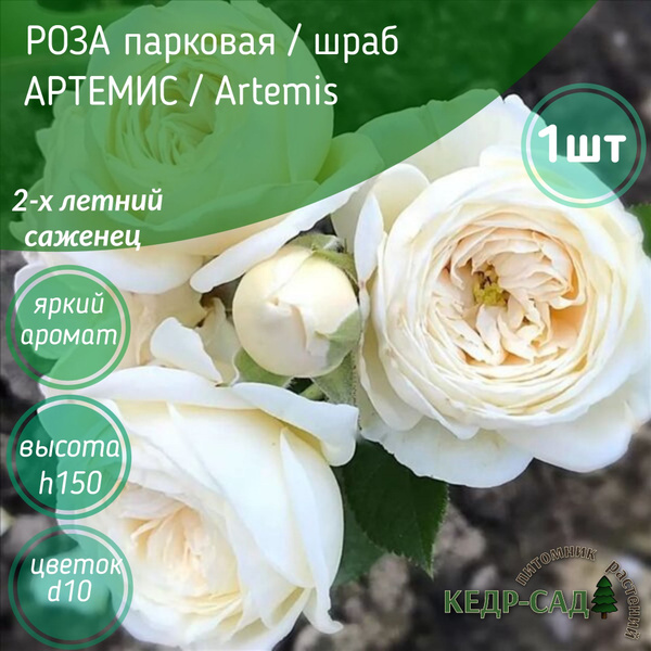 Саженец Роза парковая/шраб АРТЕМИС/ саженцы роз - купить с доставкой по ...