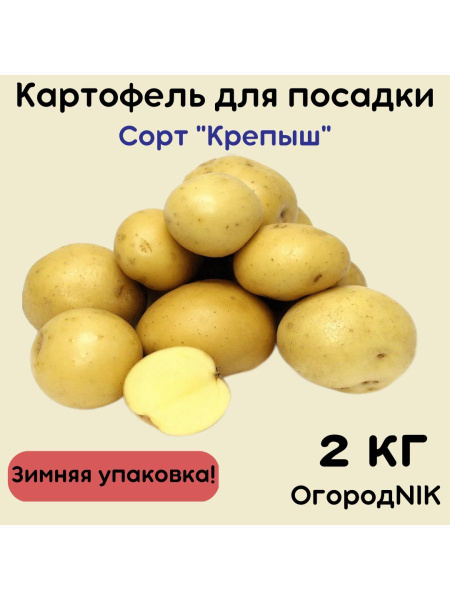 Картофель Крепыш - купить по выгодным ценам в интернет-магазине OZON ...