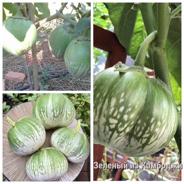 Баклажаны Баклажан_бежевый_Зеленый из Камбоджи (Cambodian Green ...