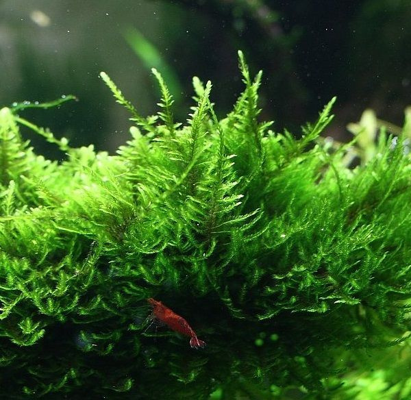 Мох Тайвань (Taiwan Moss - Taxiphyllum alternans). Аквариумное растение ...