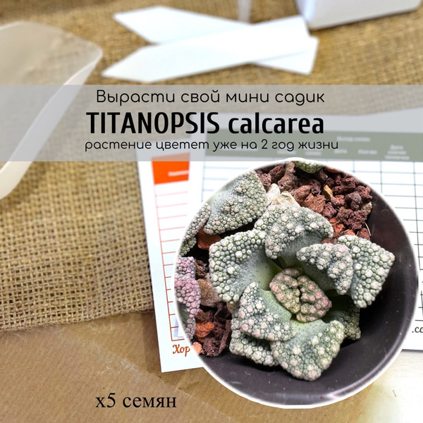Литопсы (Живые камни) succulent_Titanopsis calcarea - купить по ...