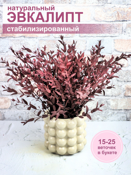 Эвкалипт сухоцвет стабилизированный для декора купить на OZON по низкой ...