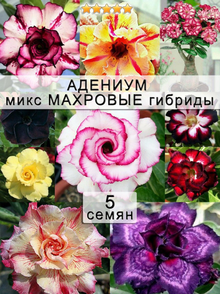 Адениум Магия природы Адениум обесум "Микс махровых сортов" - купить по ...