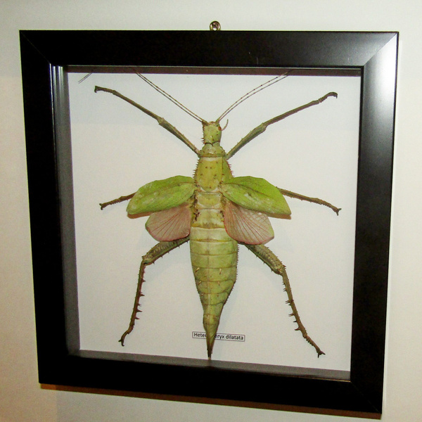 Украшение настенное интерьерное Палочник в рамке купить по доступным ценам в интернет магазине