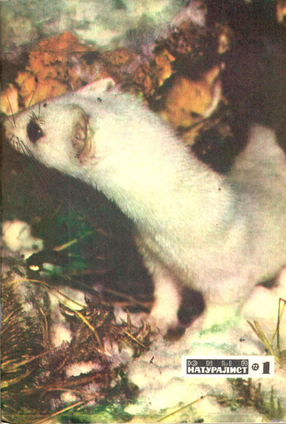 Журнал "Юный натуралист" №1 1972 - купить с доставкой по выгодным ценам в интернет-магазине OZON ...