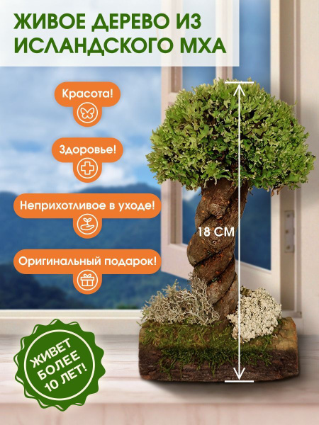 Украшение настольное интерьерное Живое дерево из цетрарии для украшения ...