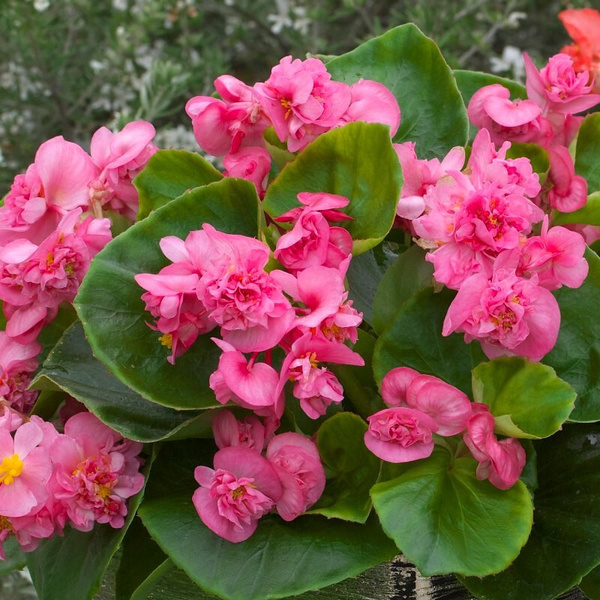 Набор для выращивания FLORET, Бегонии комнатные, Многолетник купить по ...