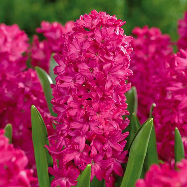 Луковицы Гиацинт Blooming Life купить по выгодной цене в интернет ...