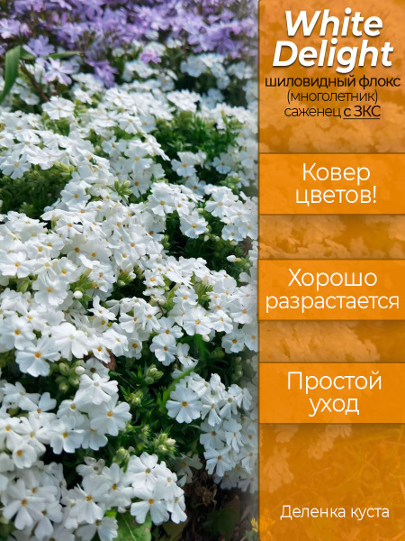 Саженец флокса шиловидного Вайт Делайт, закрытая корневая система (ЗКС ...