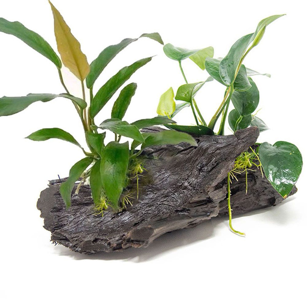 Растение для аквариума, Анубиас нана + минима на коряге 1 шт. - купить ...