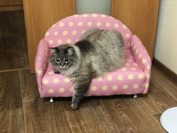 Диван-лежак для кошек и собачек, зоодиван S, 580 * 380 * 380 - купить с доставкой по выгодным ...