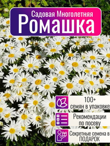 Ромашка, Нивяник (Ромашка луговая) XSeedS ромашка 100 - купить по ...