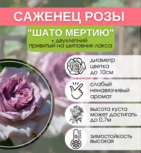 Роза японская Шато Мертию - купить с доставкой по выгодным ценам в ...