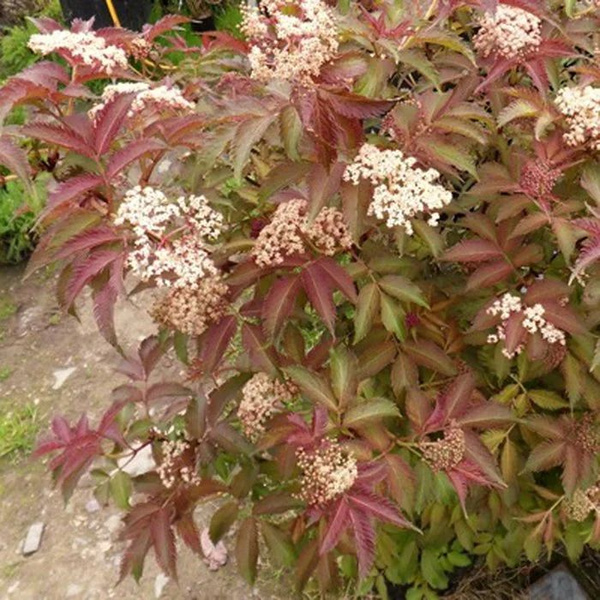 Бузина Серенада саженец купить на OZON по низкой цене (1142408714)