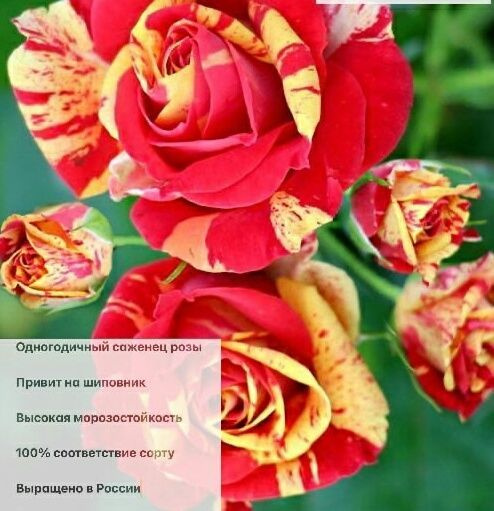 Роза спрей Fire Flash (Файер Флеш) - купить с доставкой по выгодным ...