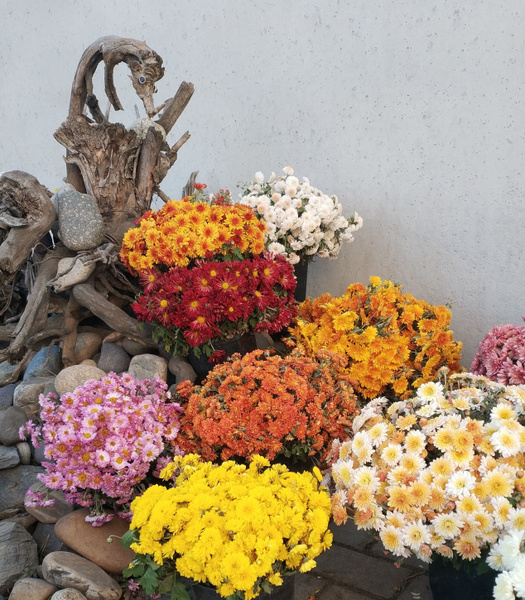 Саженцы хризантема мультифлора микс цветов набор 24 штуки - купить с ...