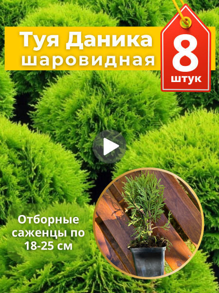 Туя шаровидная саженец Даника Р9 - 8 штук - купить с доставкой по ...