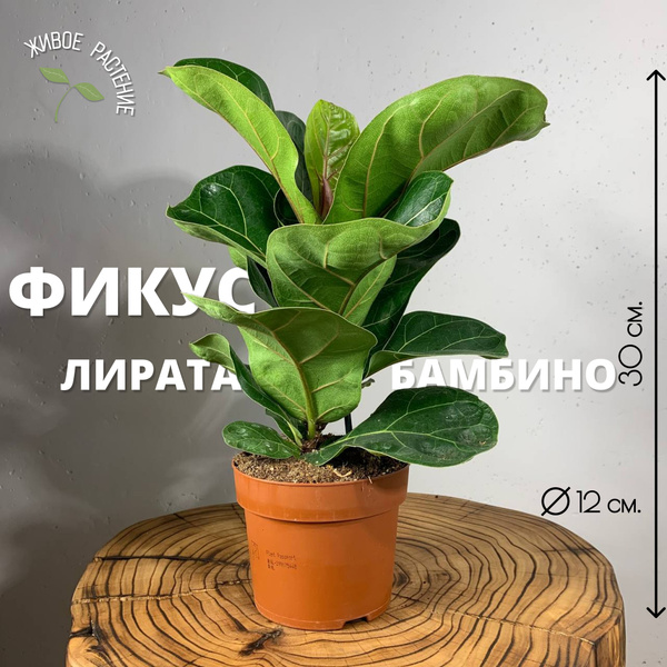 Фикус Plants Bel House Фикус Лирата Бамбино d-12 Var1, 12 дм, 1 шт ...