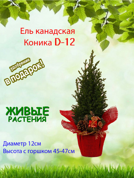 Елка живая, 50-75 см - купить с доставкой по выгодным ценам в интернет ...