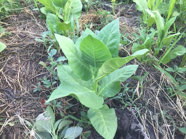 Табак душистый MAGIC FOREST Табак - купить по выгодным ценам в интернет ...