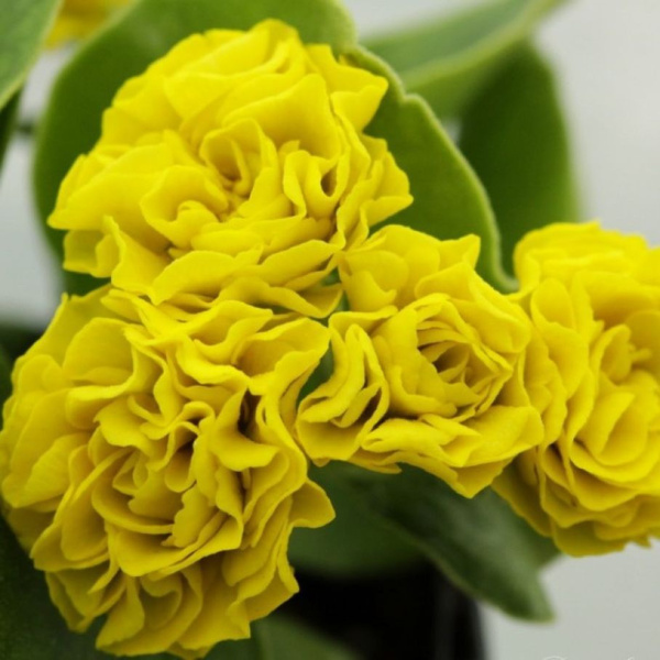 Примула Форест Лемон - купить с доставкой по выгодным ценам в интернет ...