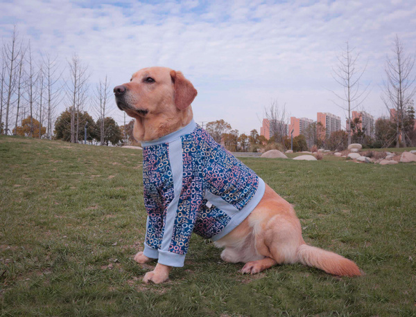 Топ с защитой локтей "Буквы" для собак средних и крупных пород, цвет синий, размер 3XL, Rexy ...