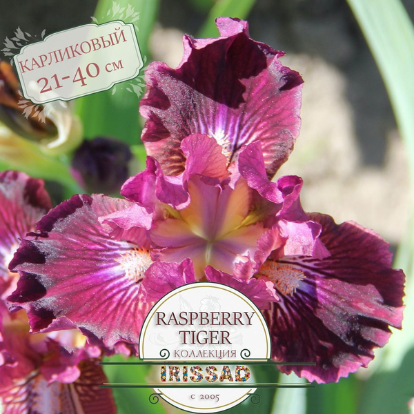 Ирис карликовый бородатый RASPBERRY TIGER купить на OZON по низкой цене (1017621219)