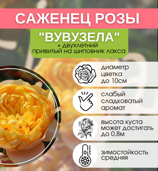 Саженцы Роза чайная Вувузела - купить с доставкой по выгодным ценам в ...