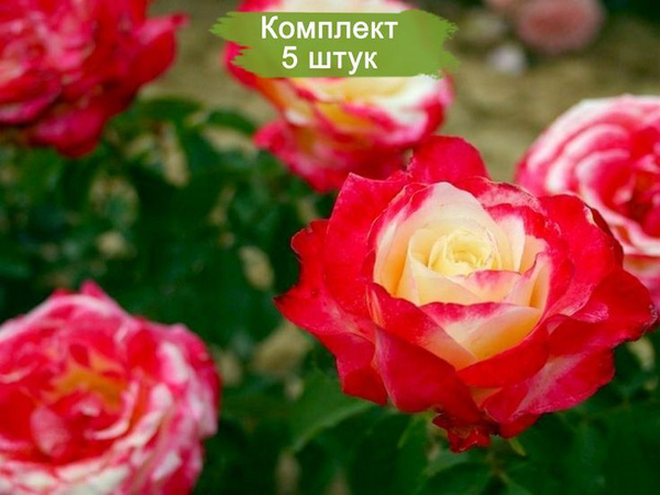 Комплект 5шт Роза мини Дабл Делайт миниатюрные купить с доставкой по выгодным ценам в