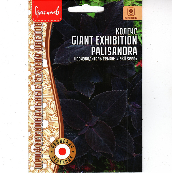 Колеусы Григорьев комнатные_1_темно-синий_фиолетовый_GIANT EXHIBITION ...