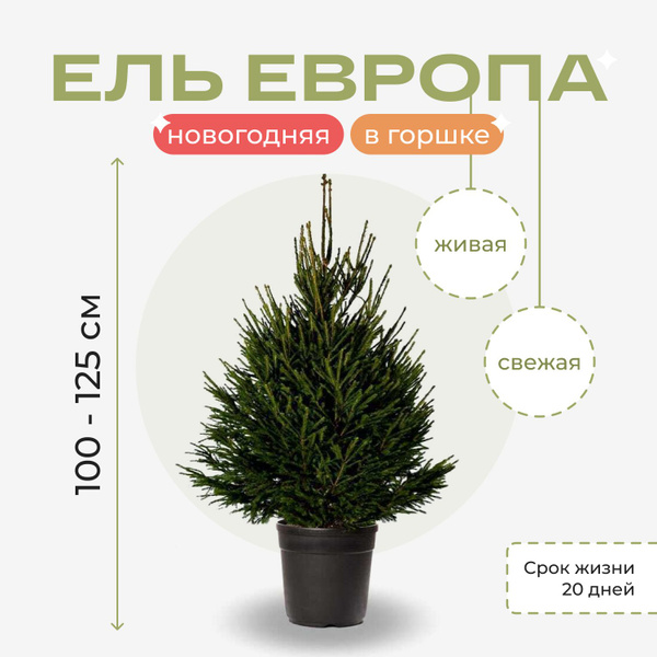 Елка живая Elki.one, 100-125 см - купить с доставкой по выгодным ценам ...