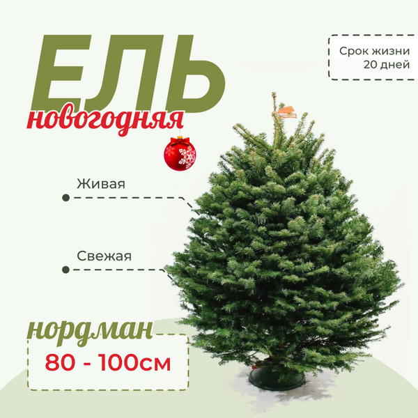 Elki home Елка живая, 75-100 см - купить с доставкой по выгодным ценам в интернет-магазине OZON ...