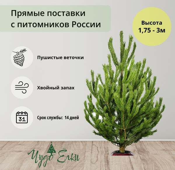 PREMIUM живая ёлка / Сосна Русская живая 2.5-2.75м - купить с доставкой ...