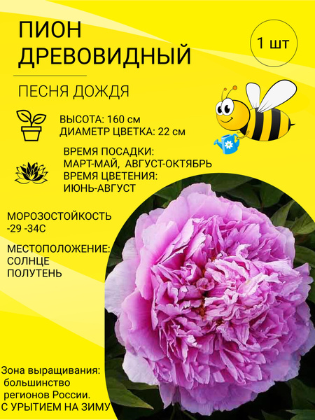 Пион древовидный / саженец, корень для посадки - купить с доставкой по ...