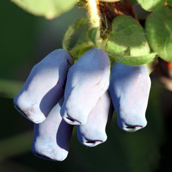Жимолость съедобная Югана (LONICERA EDULIS "IUGANA"), саженцы - купить ...