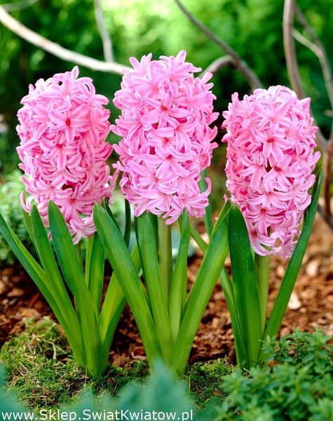 Луковицы Гиацинт купить по выгодной цене в интернет-магазине OZON ...