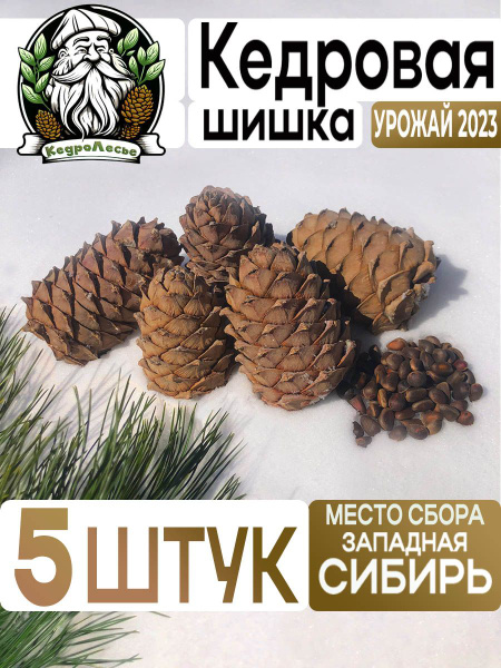 Шишка кедровая с орехами Западно-Сибирская, 5 штук - купить с доставкой ...