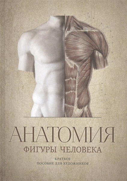 Анатомия фигуры человека. Краткое пособие для художников - купить с ...