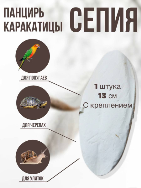 Сепия Панцирь каракатицы для попугаев, улиток, черепах мел витамины 13 ...